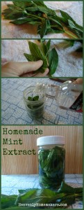 How to Make Mint Extract | Heavenly Homemakers